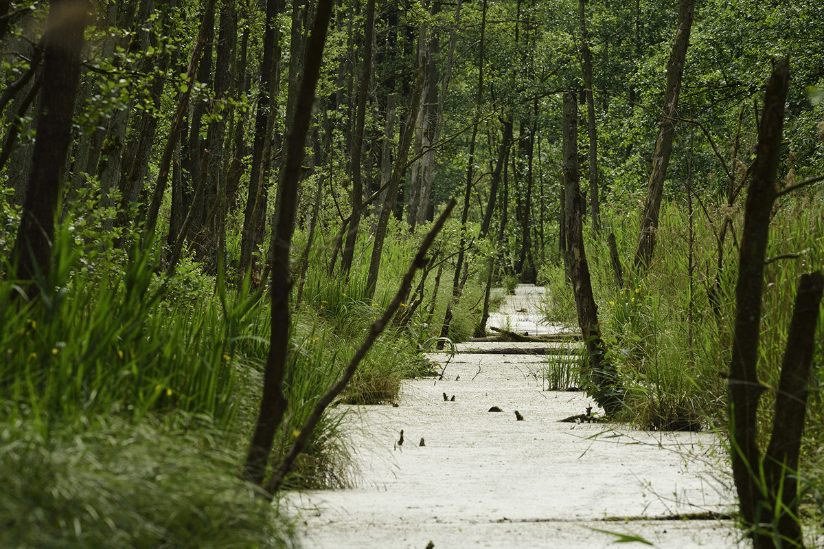 Weltweiter Rewilding-Tag: Deutsche Umwelthilfe fordert von ...